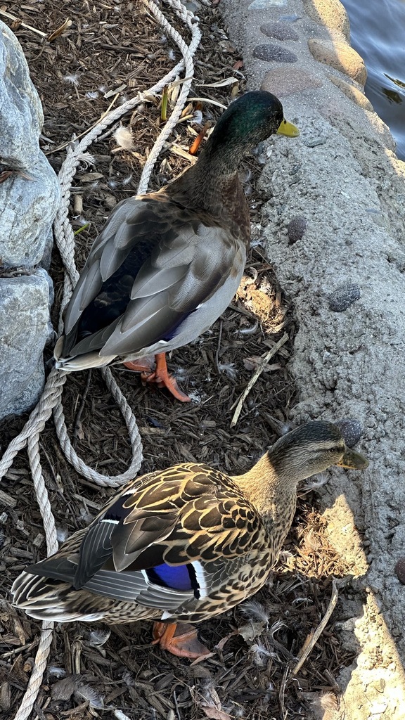 Mallard from Anaheim Resort, Anaheim, CA, USA on August 25, 2023 at 04: ...