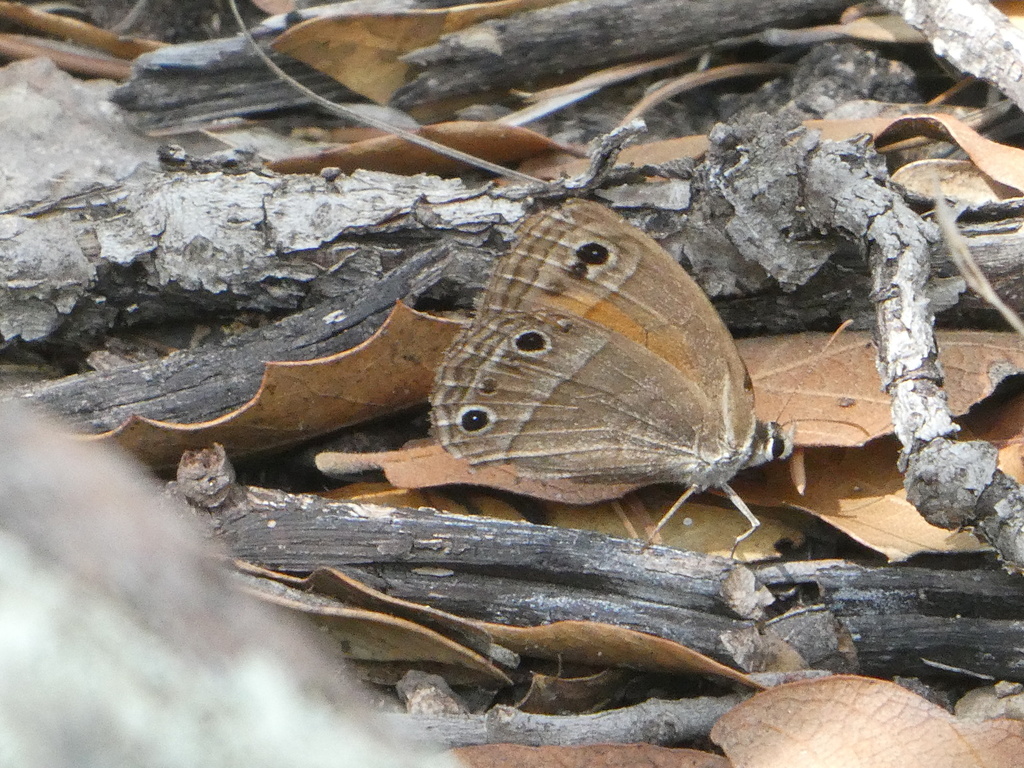 Red Satyr from San Simon, AZ, US on August 20, 2023 at 11:37 AM by ...