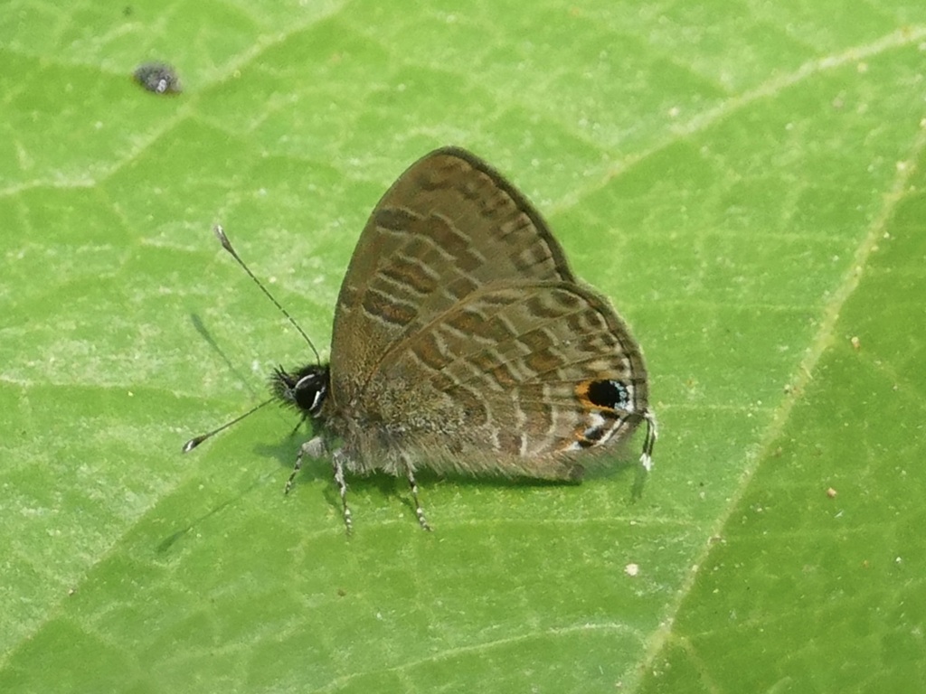Common Line Blue from Enggano Island, Enggano, North Bengkulu Regency ...