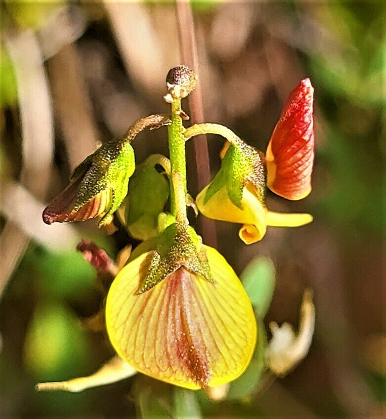 low rattlebox from Palm Beach County, FL, USA on March 18, 2023 at 10: ...