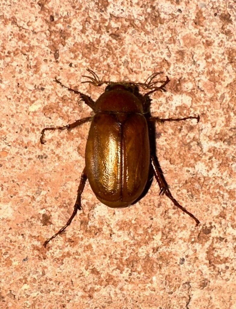 Scarabs from Scottsboro, Jackson Co., AL, USA on June 20, 2023 at 08:34 ...