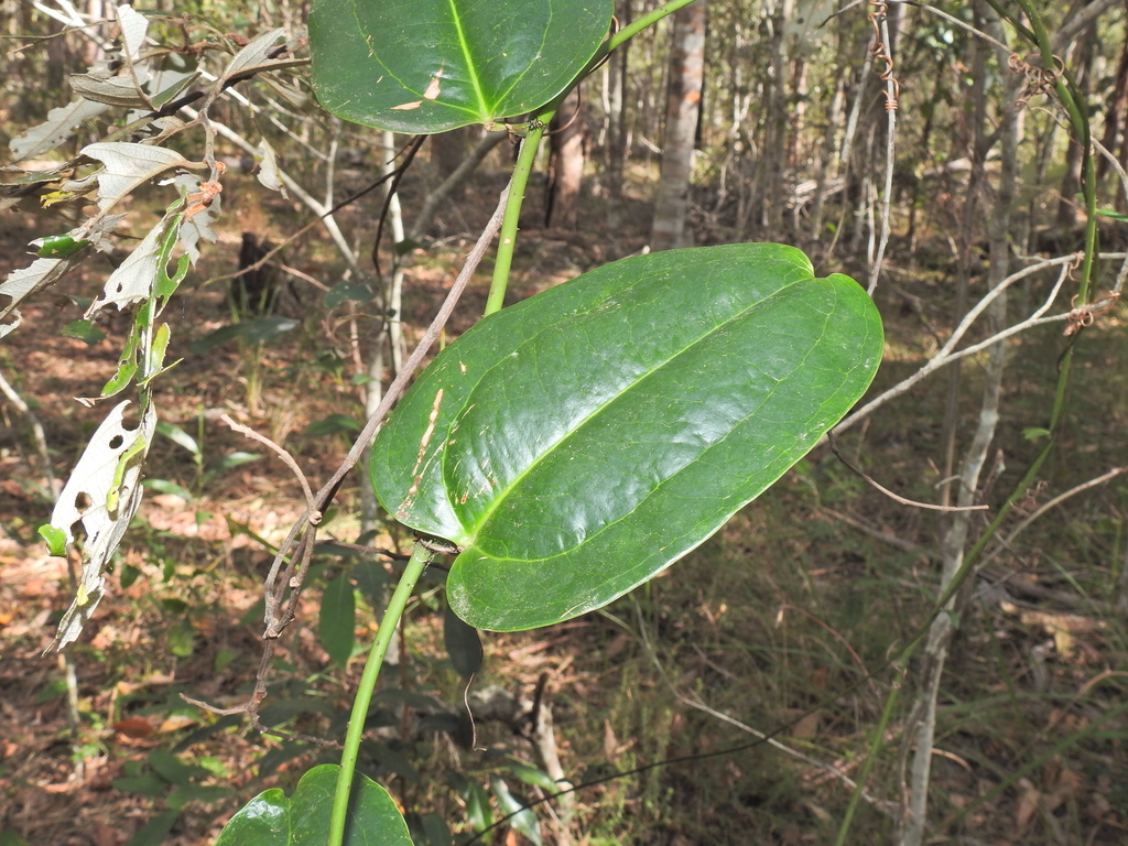 Austral Sarsaparilla from Talegalla Weir QLD 4650, Australia on August ...