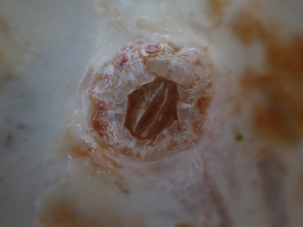 Turtle Barnacle from Devonshire Parish, Bermuda on August 14, 2023 at ...