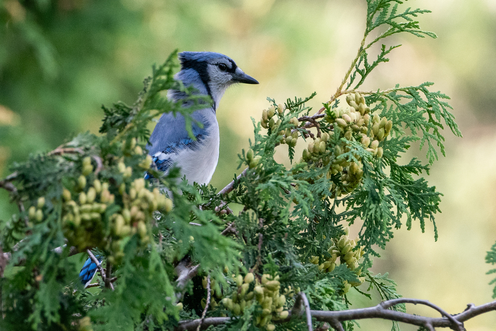 Blue Jay from Bayview Village, Toronto, ON, Canada on August 26, 2023 ...