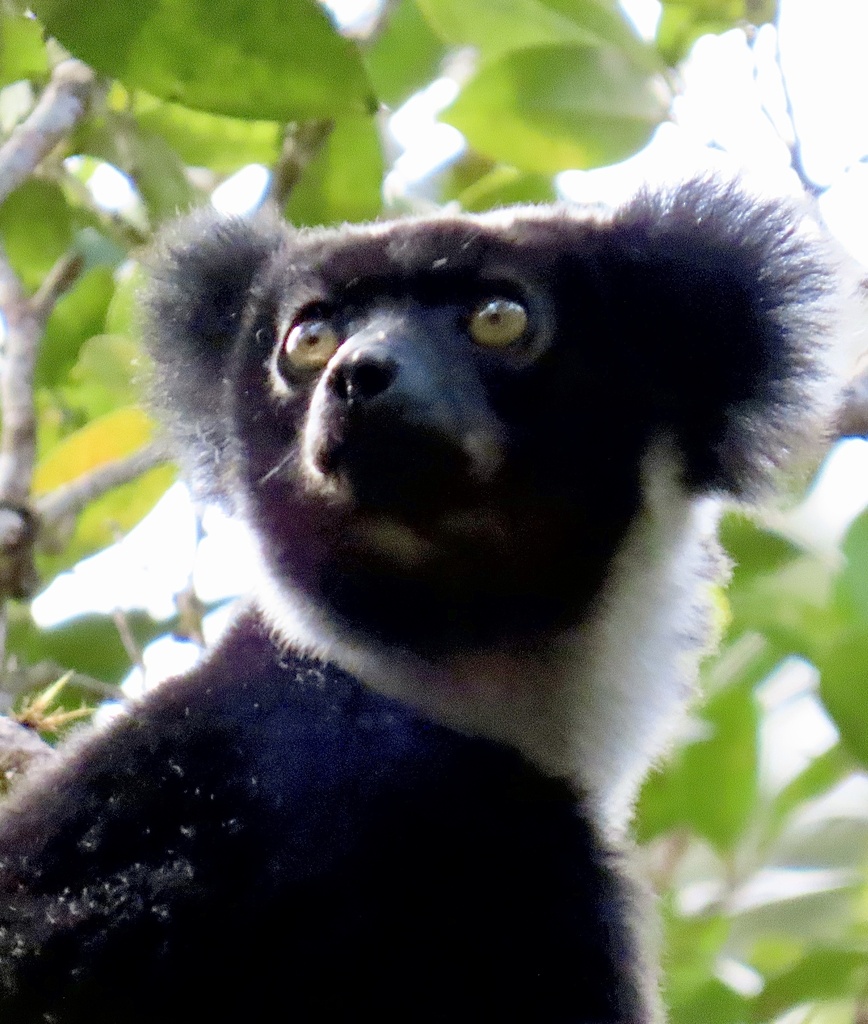 Indri in August 2023 by Irene. Mom and baby. Baby Indri (a lemur) was ...