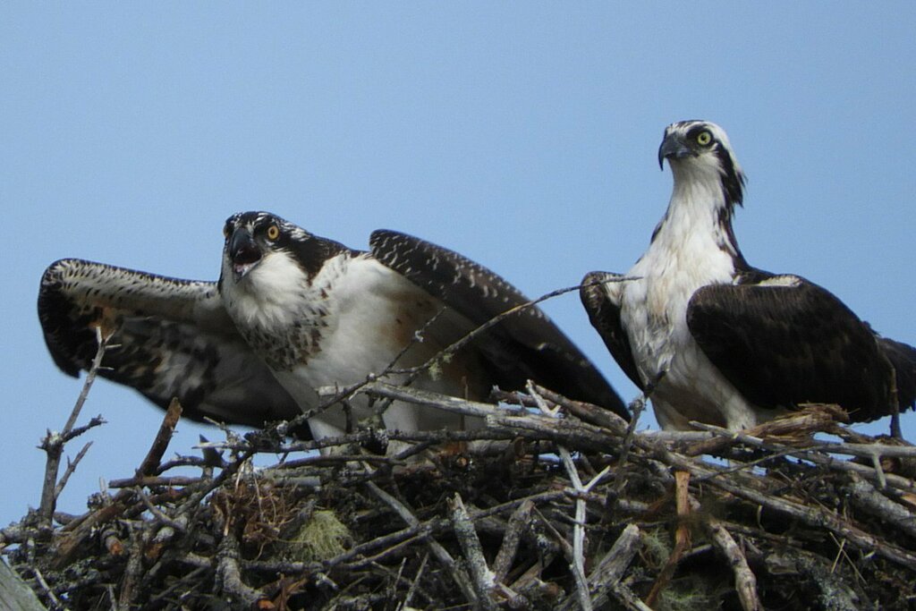 Osprey from Upper Tantallon, NS, Canada on September 17, 2018 at 12:30 ...