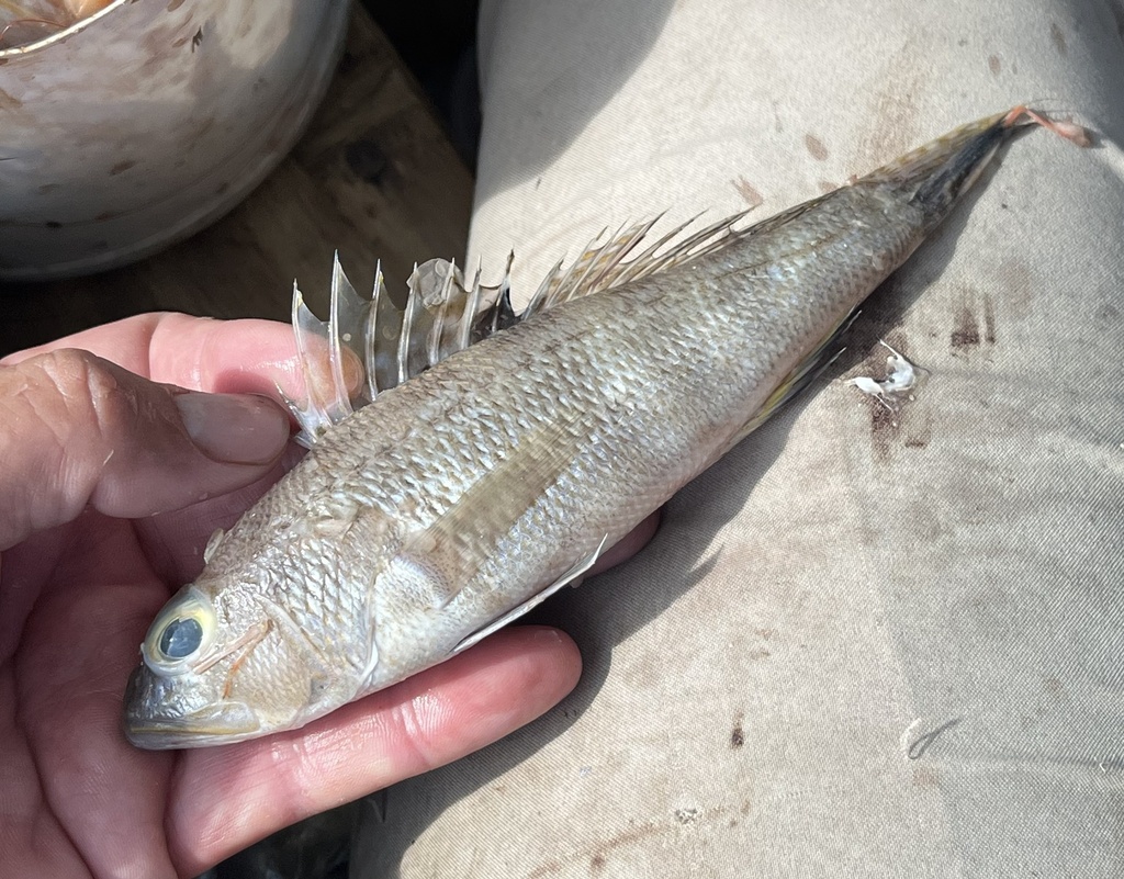 Rock Sea Bass from Gulf of Mexico on August 26, 2023 at 09:38 AM by Jon ...