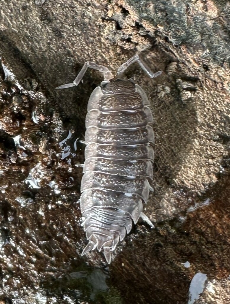 Common Rough Woodlouse from St. Hwy 79 at North Sauty Creek embayment ...