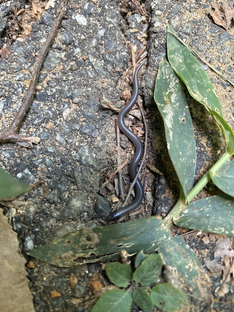 Eastern Worm Snake from William & Mary, Williamsburg, VA, US on August ...