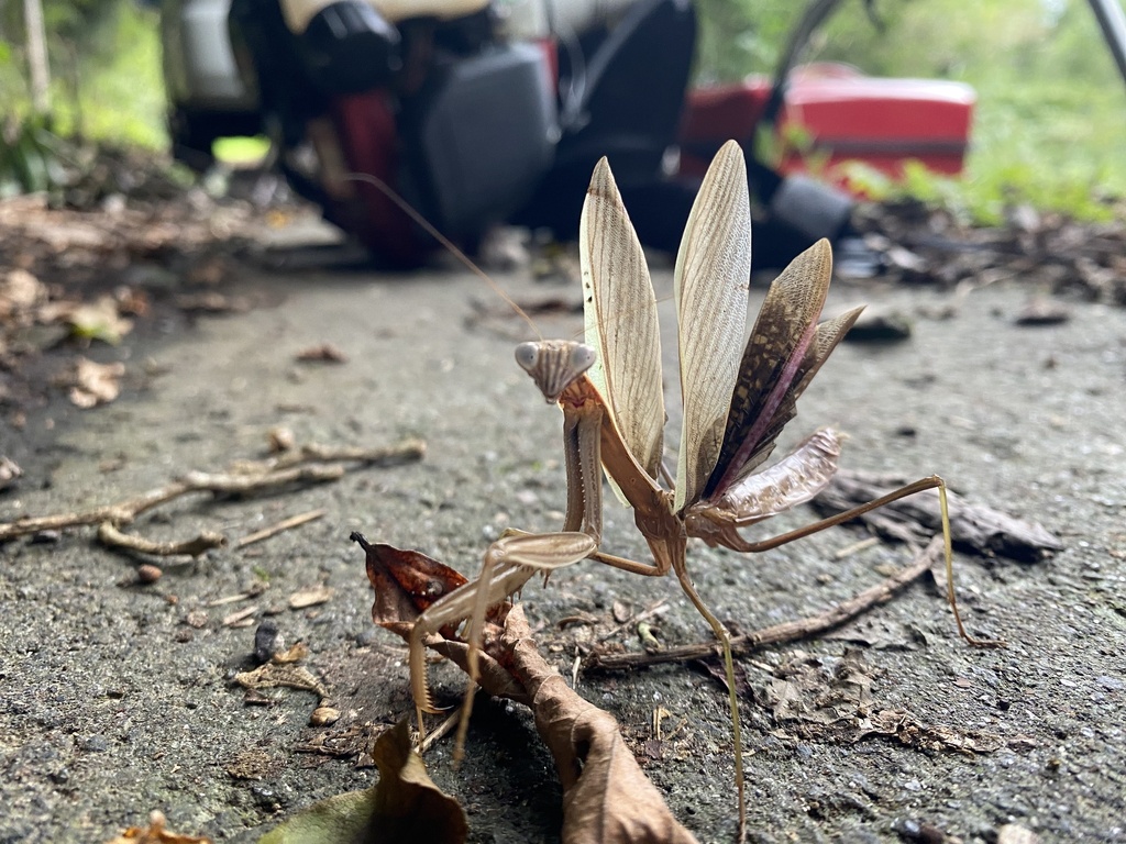 Chinese Mantis from Kamo, Daisen, Saihaku-Gun, Tottori, JP on August 25 ...