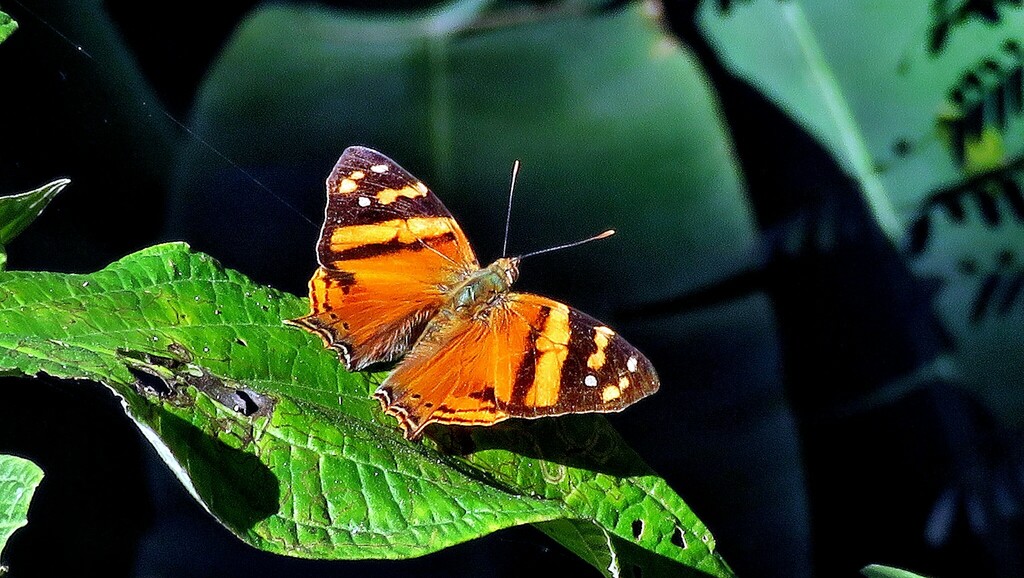 Orange Mapwing from Alto da Boa Vista, Rio de Janeiro - RJ, Brasil on August 18, 2023 at 10:13 ...