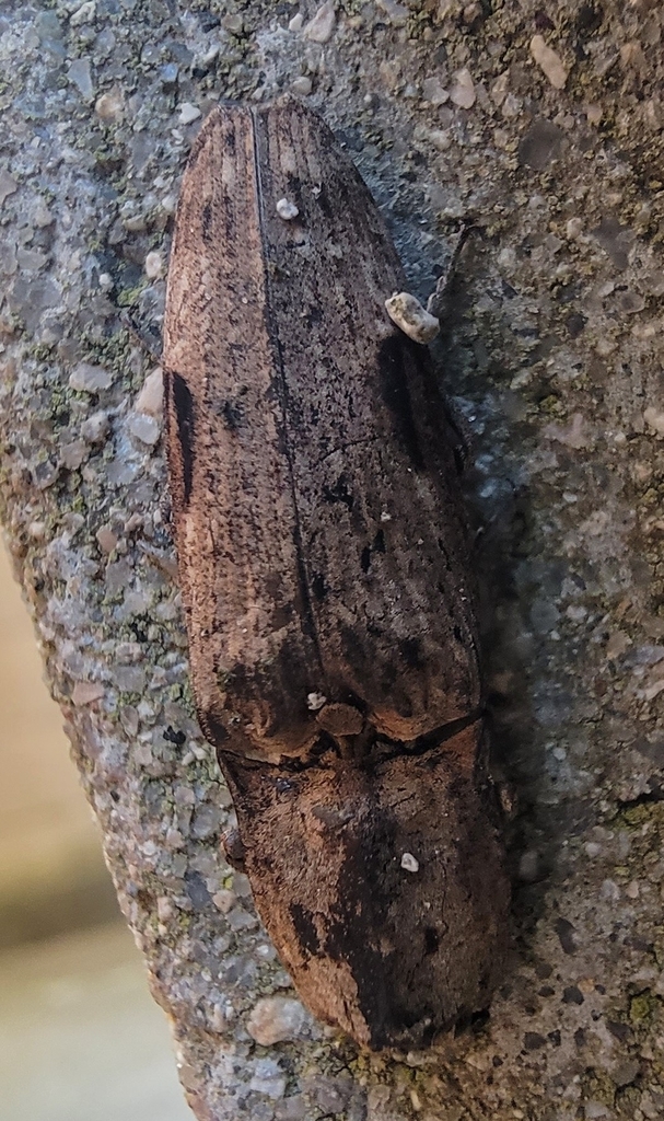 Cryptalaus larvatus from Daisen, JP-TT, JP on August 26, 2023 at 05:57 ...