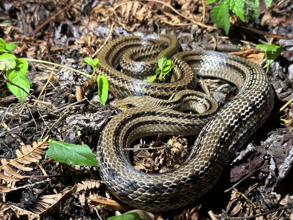 Japanese Four-lined Ratsnake from Mikuriya, Daisen, Saihaku-Gun ...
