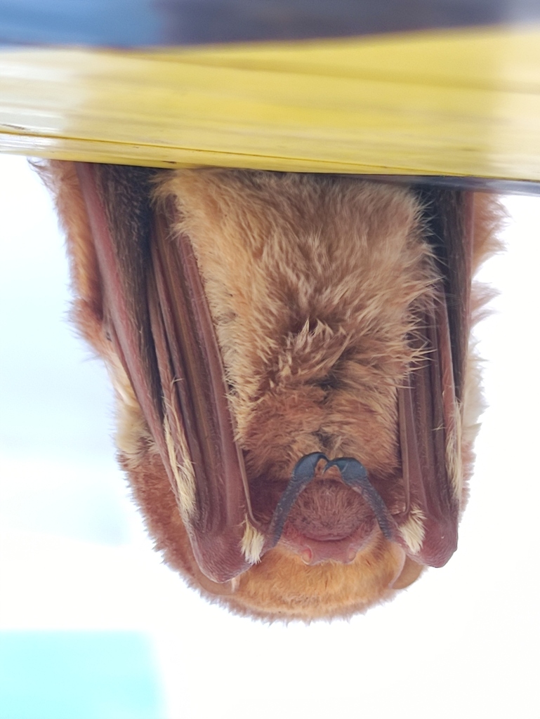 Eastern Red Bat on August 26, 2023 at 10:14 PM by jorgesimancas ...