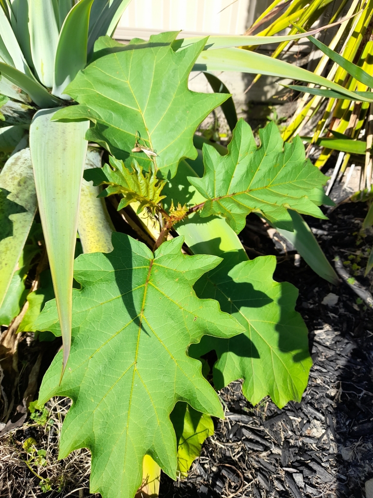 giant devil's-fig from Thornlands QLD 4164, Australia on August 26 ...