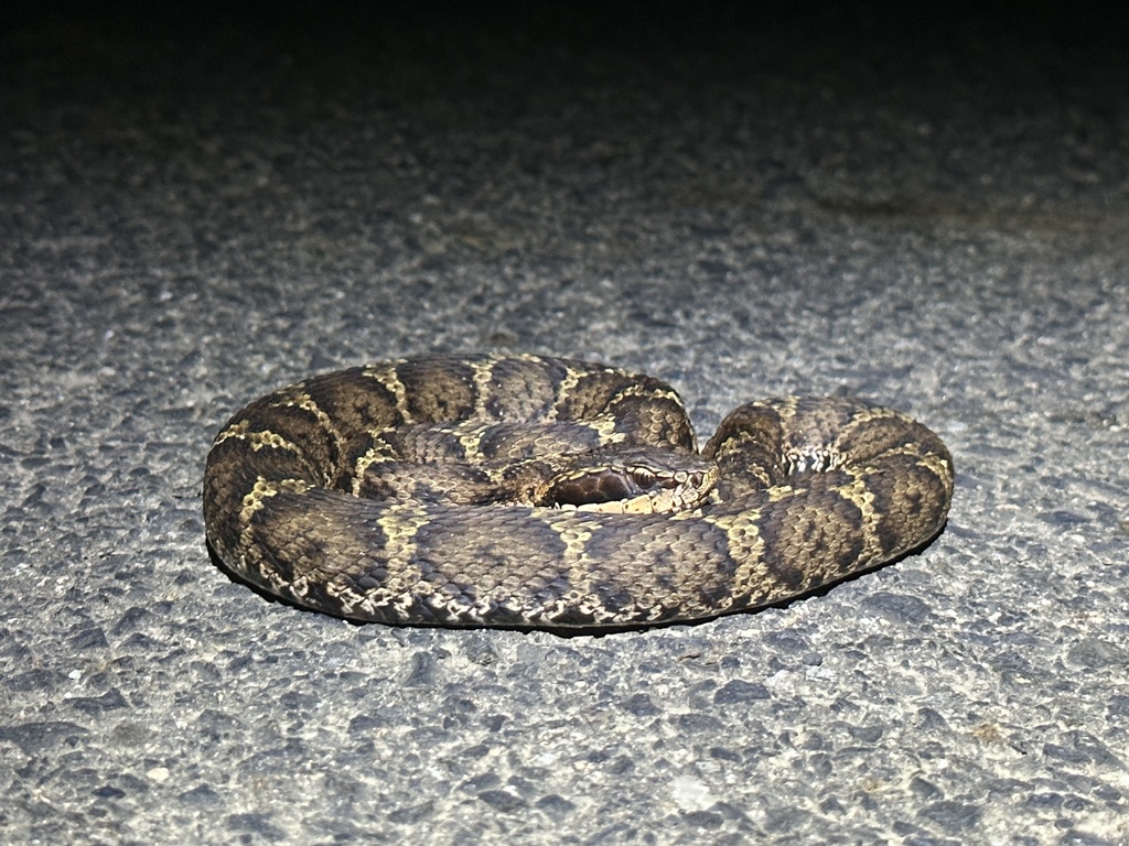 Short-tailed Mamushi from Mikuriya, Daisen, Saihaku-Gun, Tottori, JP on ...