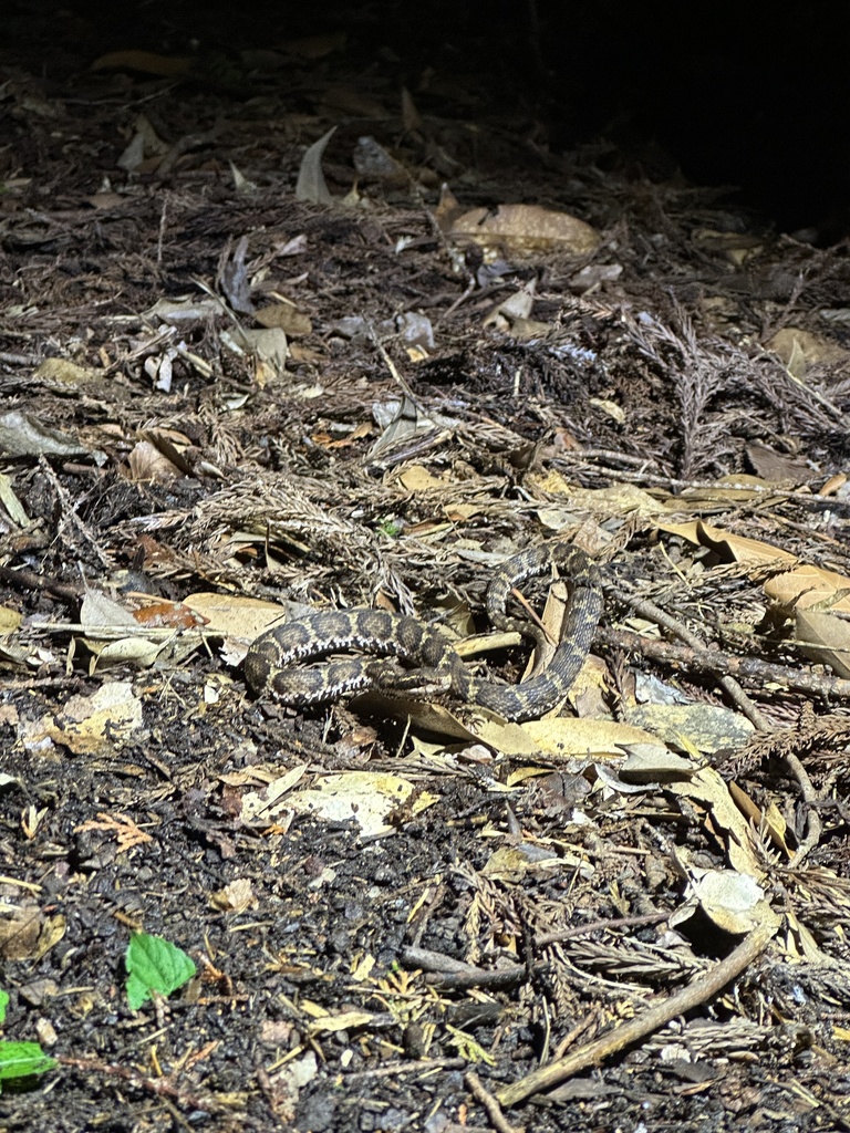 Short-tailed Mamushi from Mikuriya, Daisen, Saihaku-Gun, Tottori, JP on ...