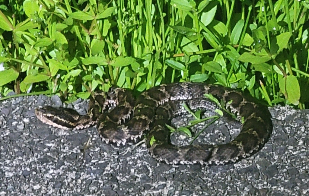 Short-tailed Mamushi from Daisen, JP-TT, JP on August 26, 2023 at 07:46 ...