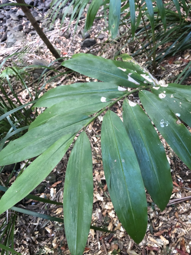 Native Ginger from Maleny, QLD, AU on August 26, 2023 at 03:21 PM by ...