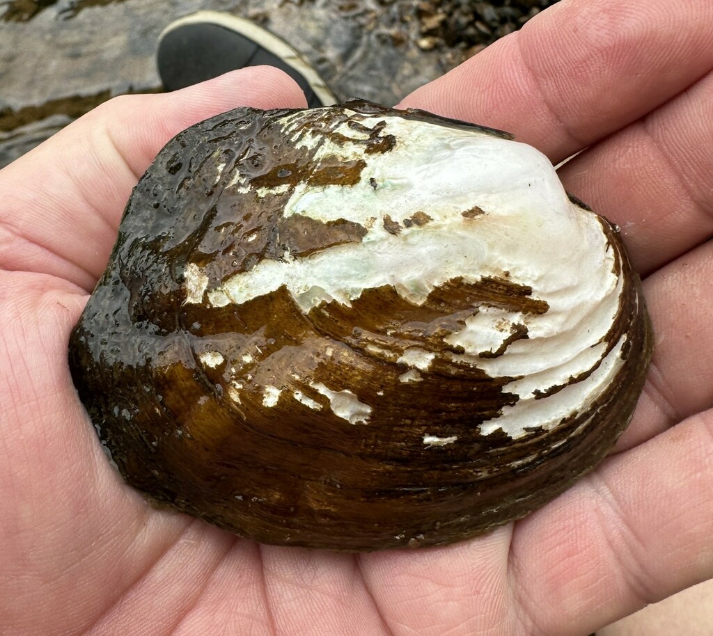 Three-ridge Mussel from Paint Rock River, near Serotas Spring, Jackson ...