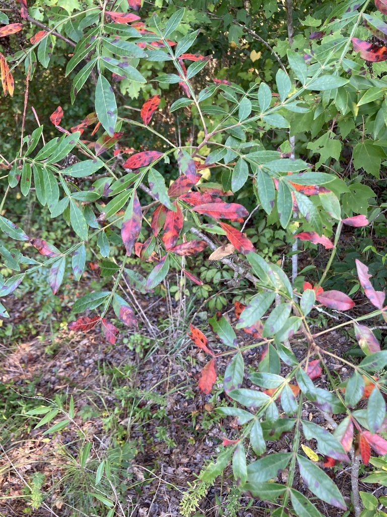 shining sumac from Richmond County, NC, USA on August 26, 2023 at 09:54 ...