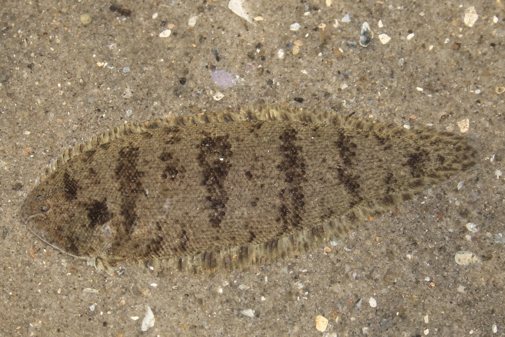 Blackcheek Tonguefish (Symphurus plagiusa) - Marine Life Identification