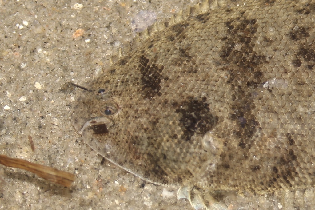 Blackcheek Tonguefish (Symphurus plagiusa) - Marine Life Identification