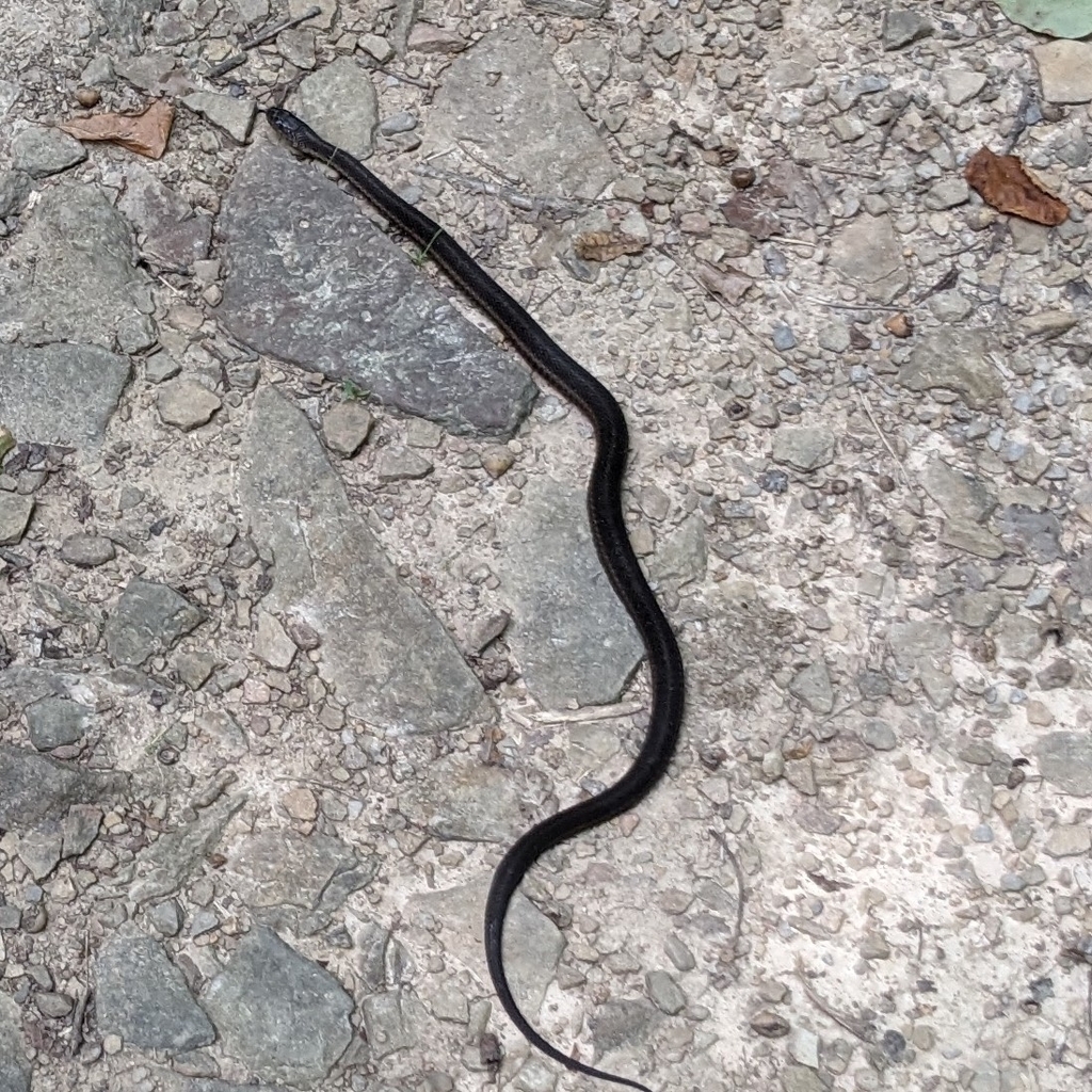 Colubrid Snakes from Morgantown, WV, USA on August 23, 2023 at 12:13 PM ...