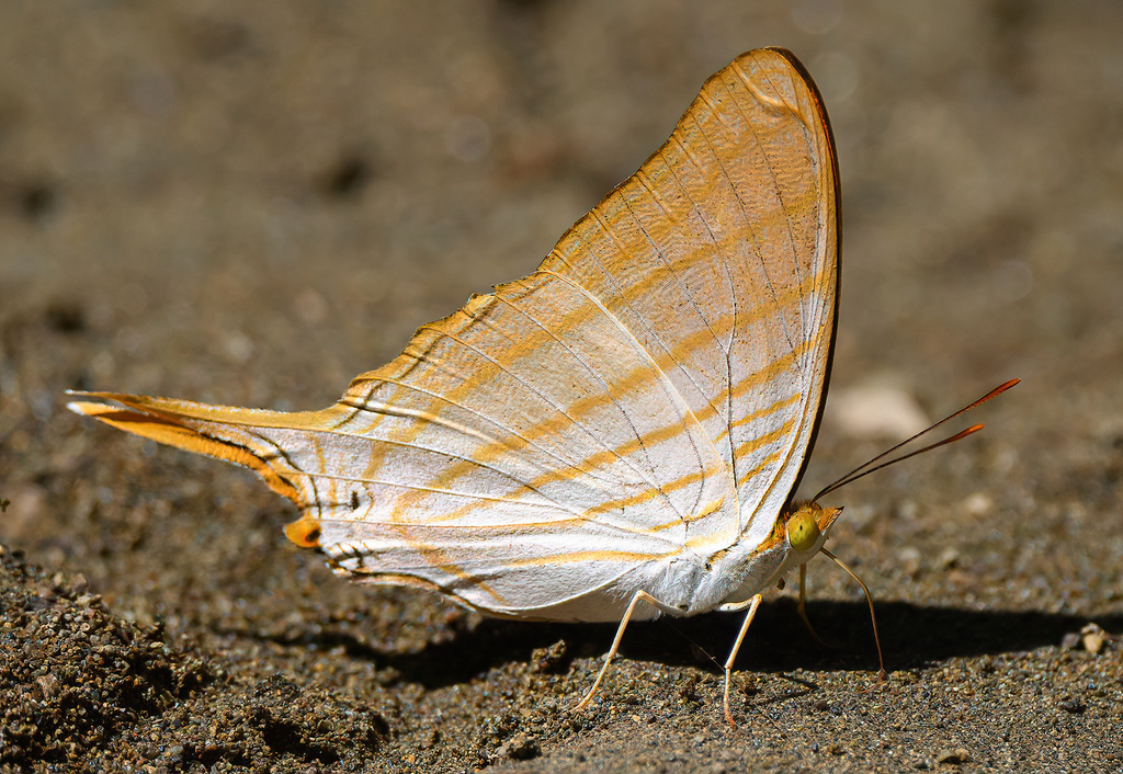 Orange Daggerwing from Provincia de Puntarenas, Puerto Jiménez, Costa ...