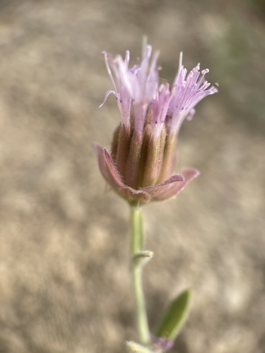 Southwestern Mountain Monardella (Subspecies Monardella australis ...