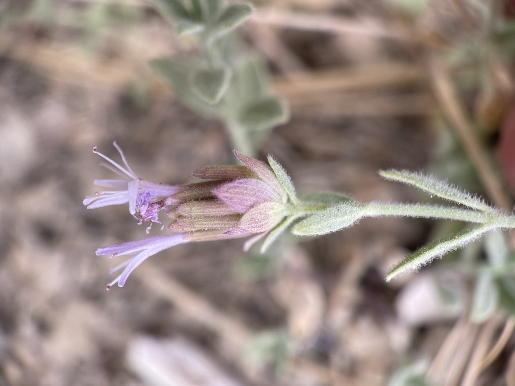Southwestern Mountain Monardella (Monardella australis occidentalis ...