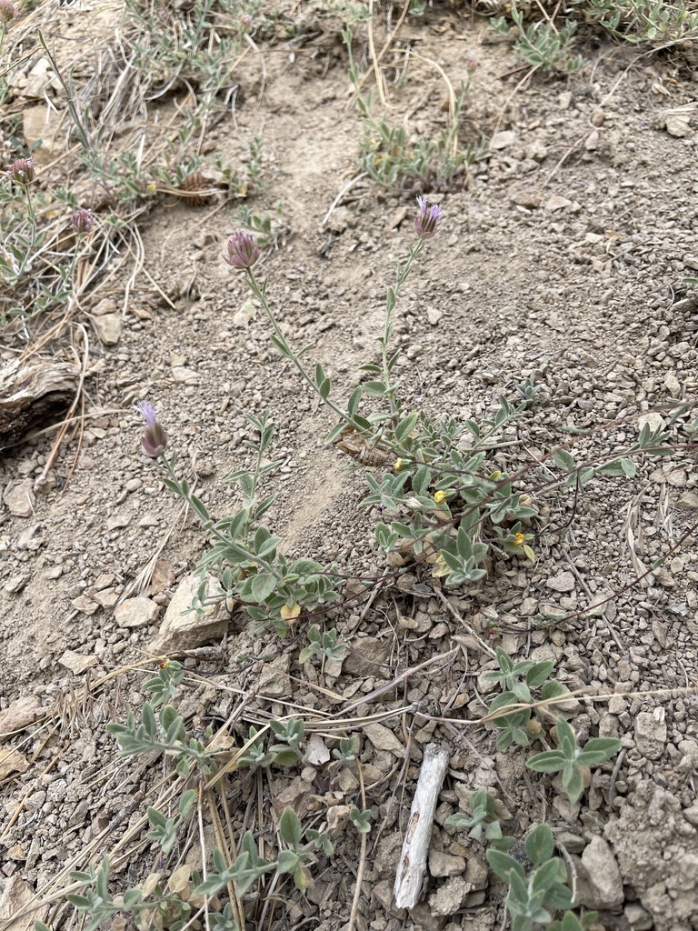 Southwestern Mountain Monardella (Monardella australis occidentalis ...