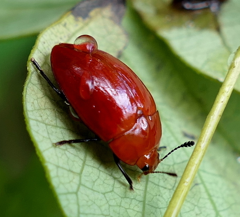 Iphiclus rubidus from Zona rural de Paudalho - Pernambuco on August 21 ...
