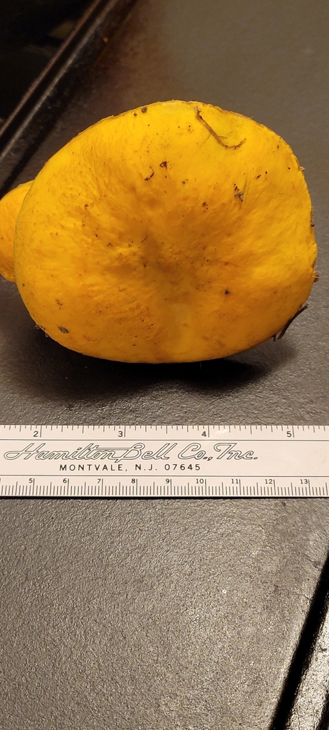 Blue-staining Slippery Jack from Fremont County, ID, USA on August 26 ...