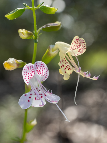 blushing scrub balm (Dicerandra modesta) · iNaturalist
