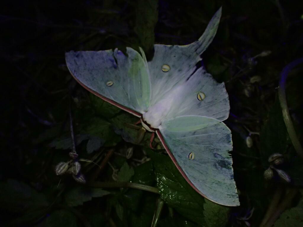 Japanese Moon Moth in June 2021 by renshuchu · iNaturalist