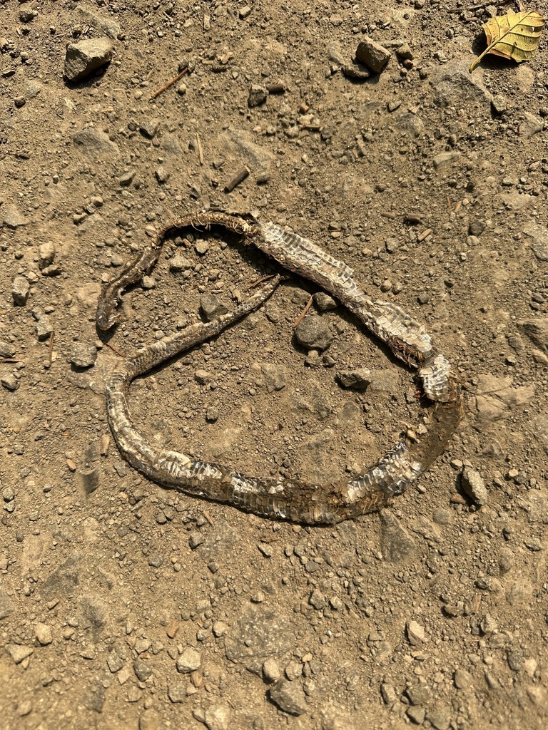 Colubrine Snakes from Penn Rd, Walton, OR, US on August 26, 2023 at 01: ...