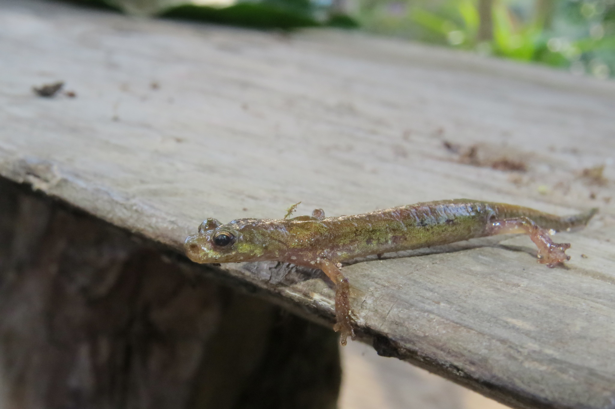 Dendrotriton sanctibarbarus (McCranie & Wilson, 1997)