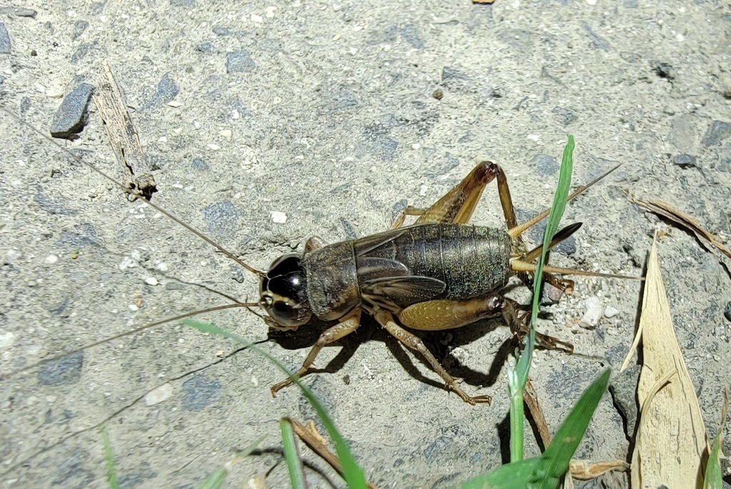 Emma Field Cricket from Daisen, JP-TT, JP on August 26, 2023 at 08:08 ...