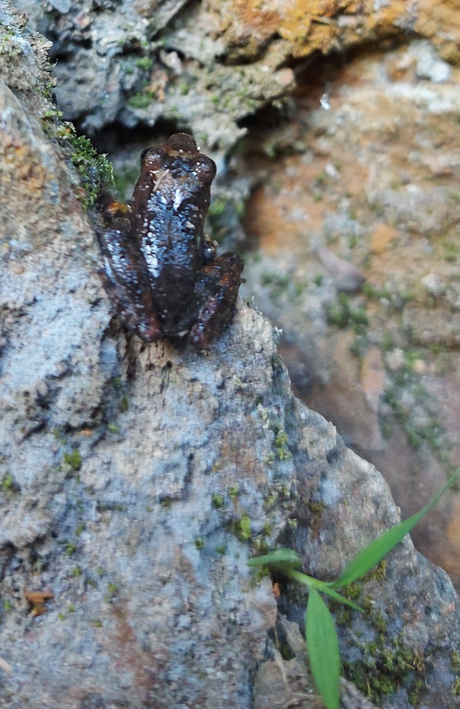Ota's stream tree frog from 972花蓮縣長春祠 on August 26, 2023 at 08:52 AM by ...