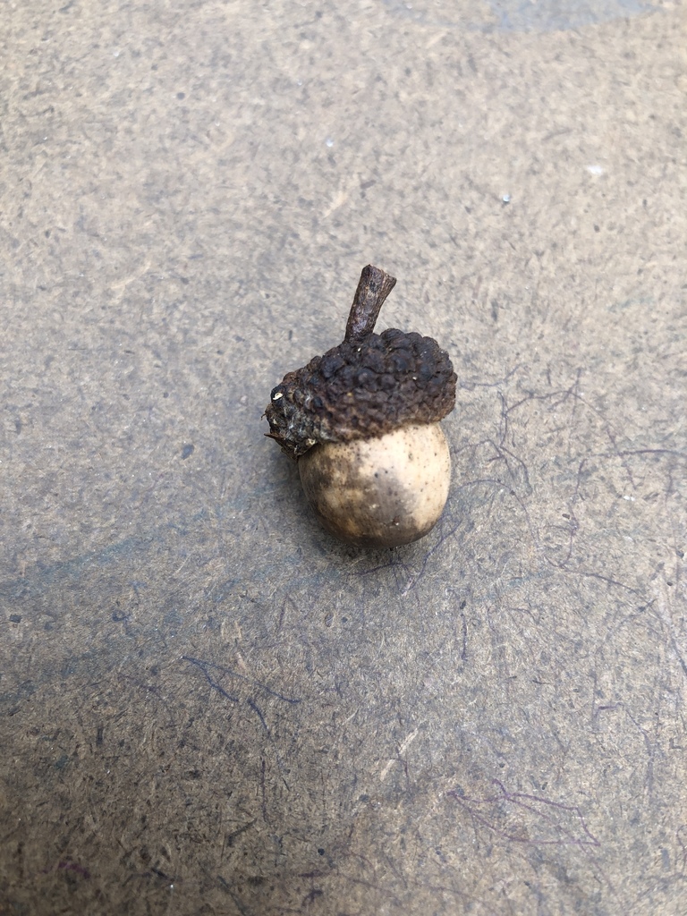 white oak from 40 Cranbrook Ct, Covington, GA, US on February 14, 2019 ...