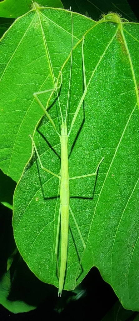 Pink-winged Stick Insect from Daisen, JP-TT, JP on August 26, 2023 at ...