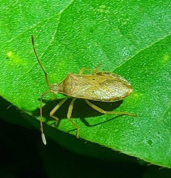 Homoeocerus unipunctatus from Daisen, JP-TT, JP on August 26, 2023 at ...