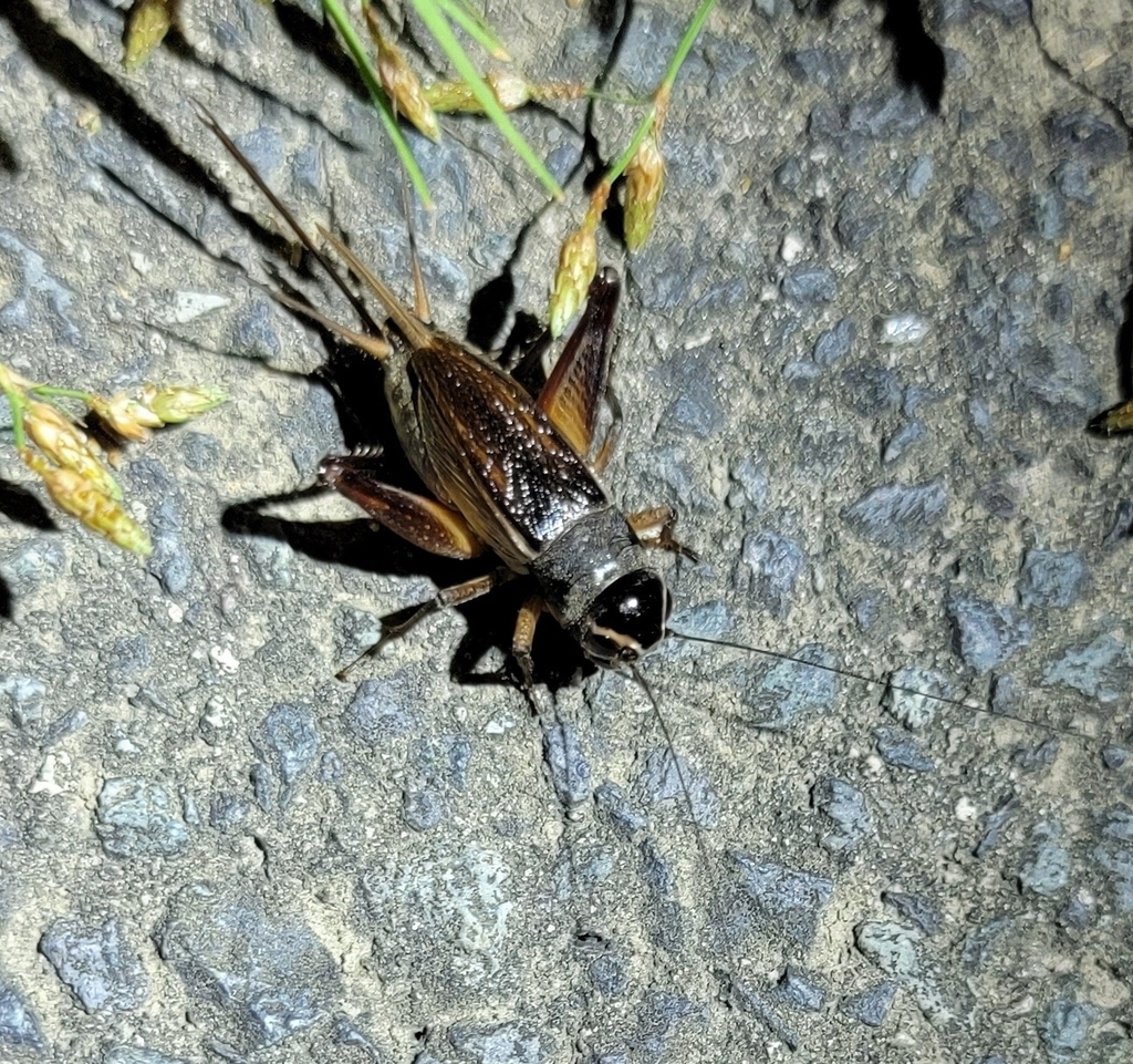 Emma Field Cricket from Daisen, JP-TT, JP on August 26, 2023 at 08:38 ...