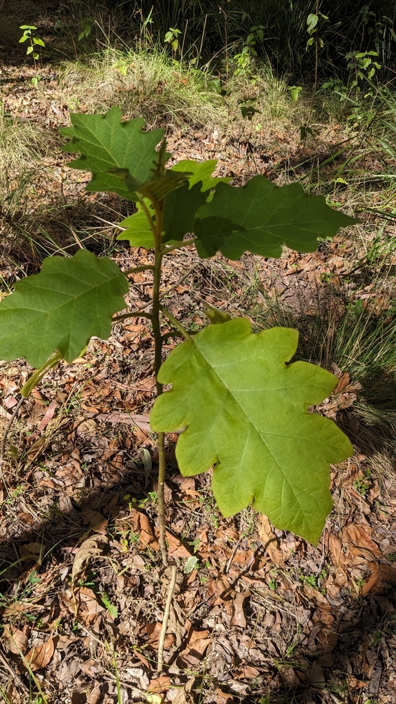 giant devil's-fig from Redbank Creek QLD 4312, Australia on August 19 ...