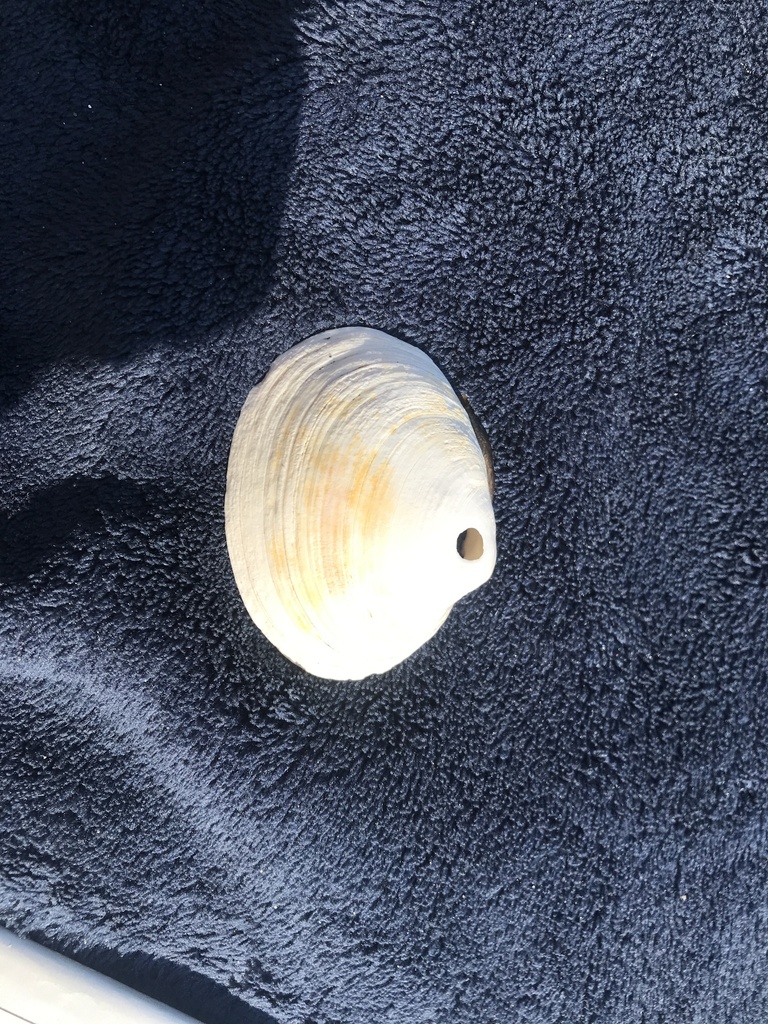 Butter Clam from Island Hwy W, Qualicum Beach, BC, CA on August 26 ...