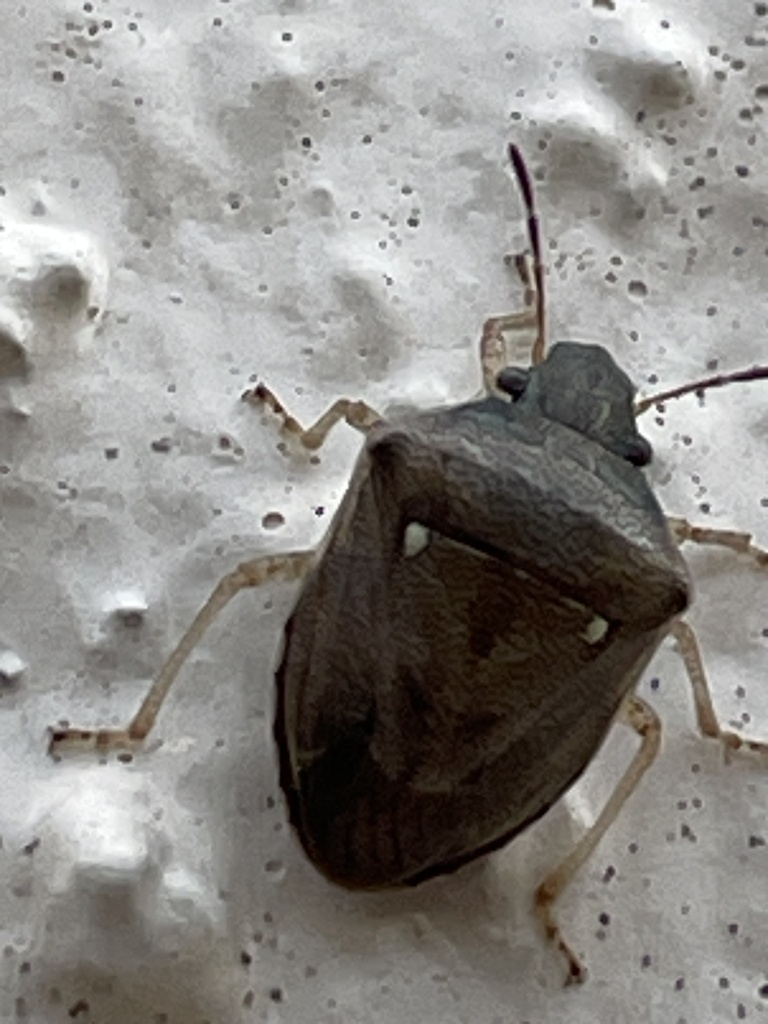 White-spotted Stink Bug from Kamariyahigashi 4-Chōme, Kanazawa ...