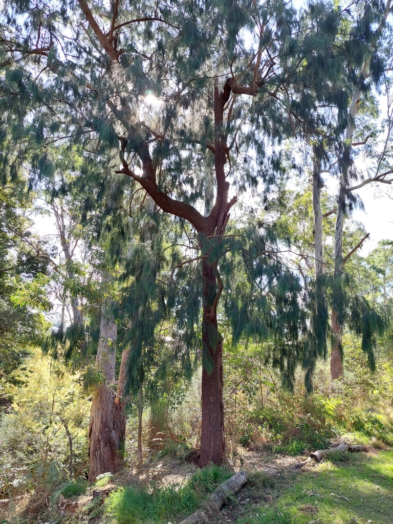 Forest sheoak from West Pennant Hills NSW 2125, Australia on August 27 ...