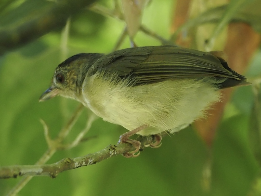 Scaly-crowned Babbler in August 2023 by Yingyod Lapwong · iNaturalist