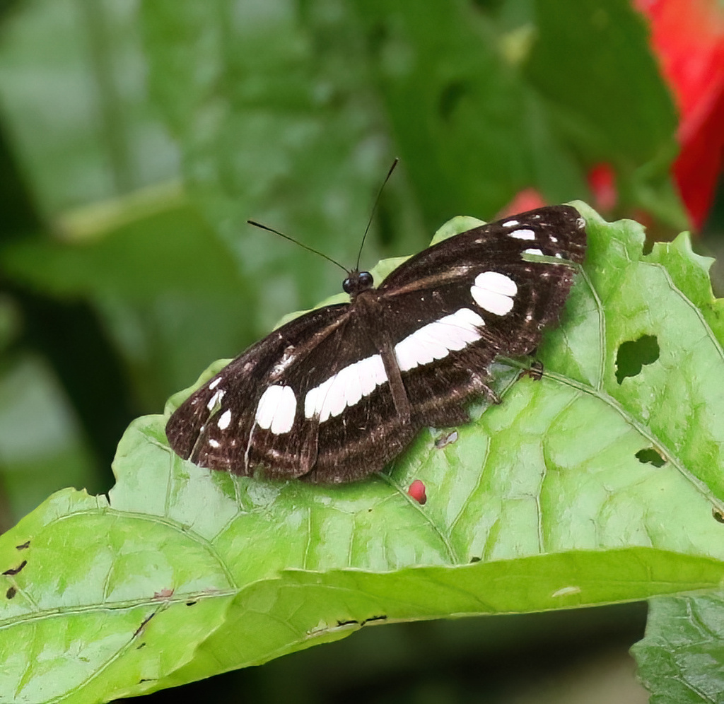 Lasippa illigera from Sibulan, Negros Oriental, Philippines on July 23 ...